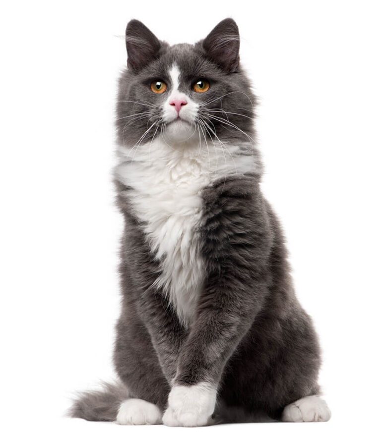 Pet Drop-Off Form | Auburndale Veterinary Clinic