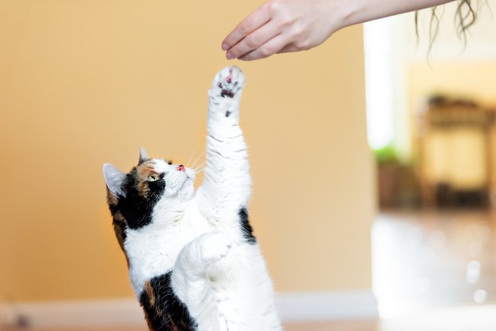 My Cat Acts Like a Dog – Is This Normal? - Auburndale Veterinary Clinic
